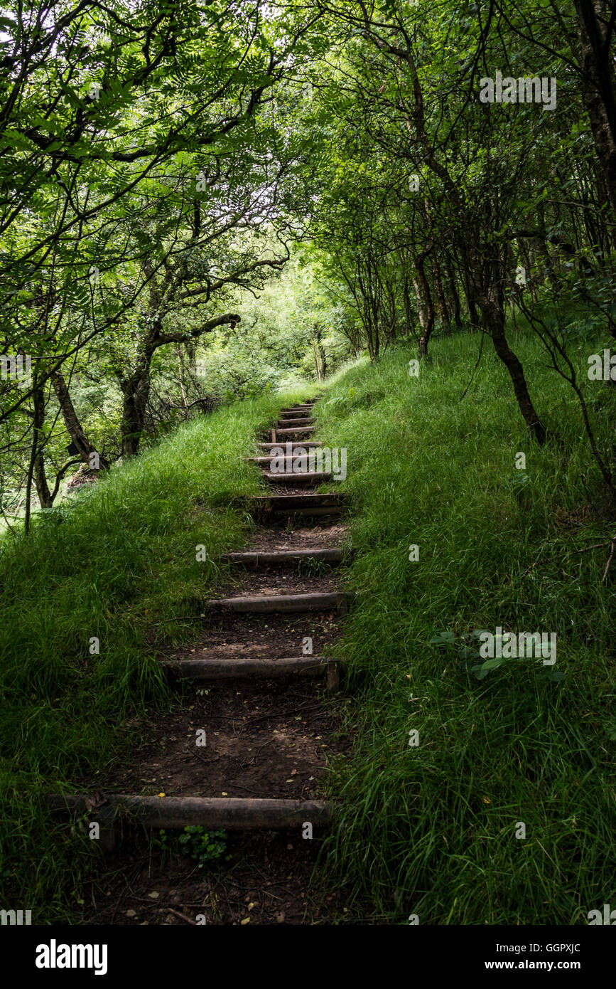 Steps up through trees Stock Photo - Alamy