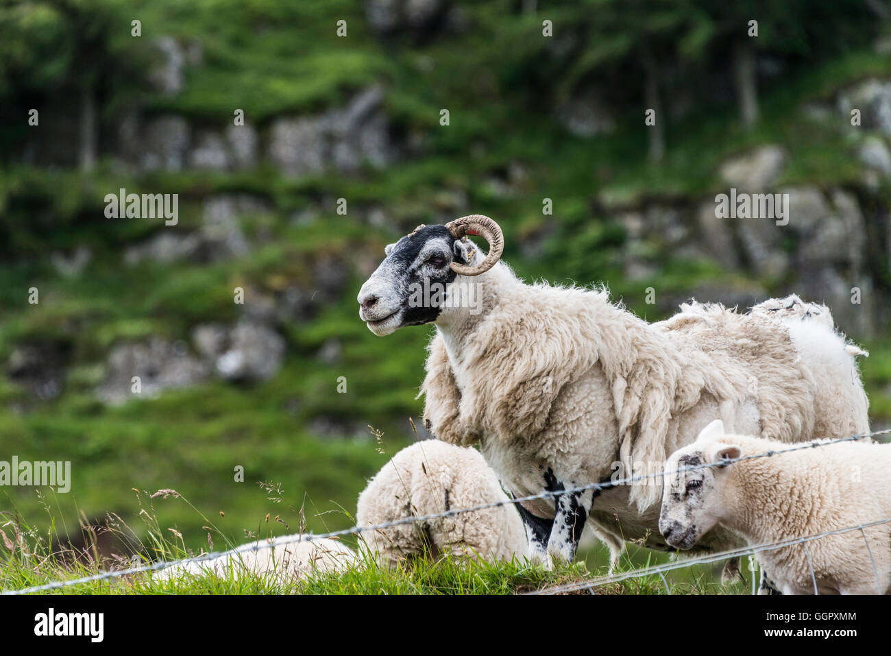 A one horned sheep with young Stock Photo - Alamy