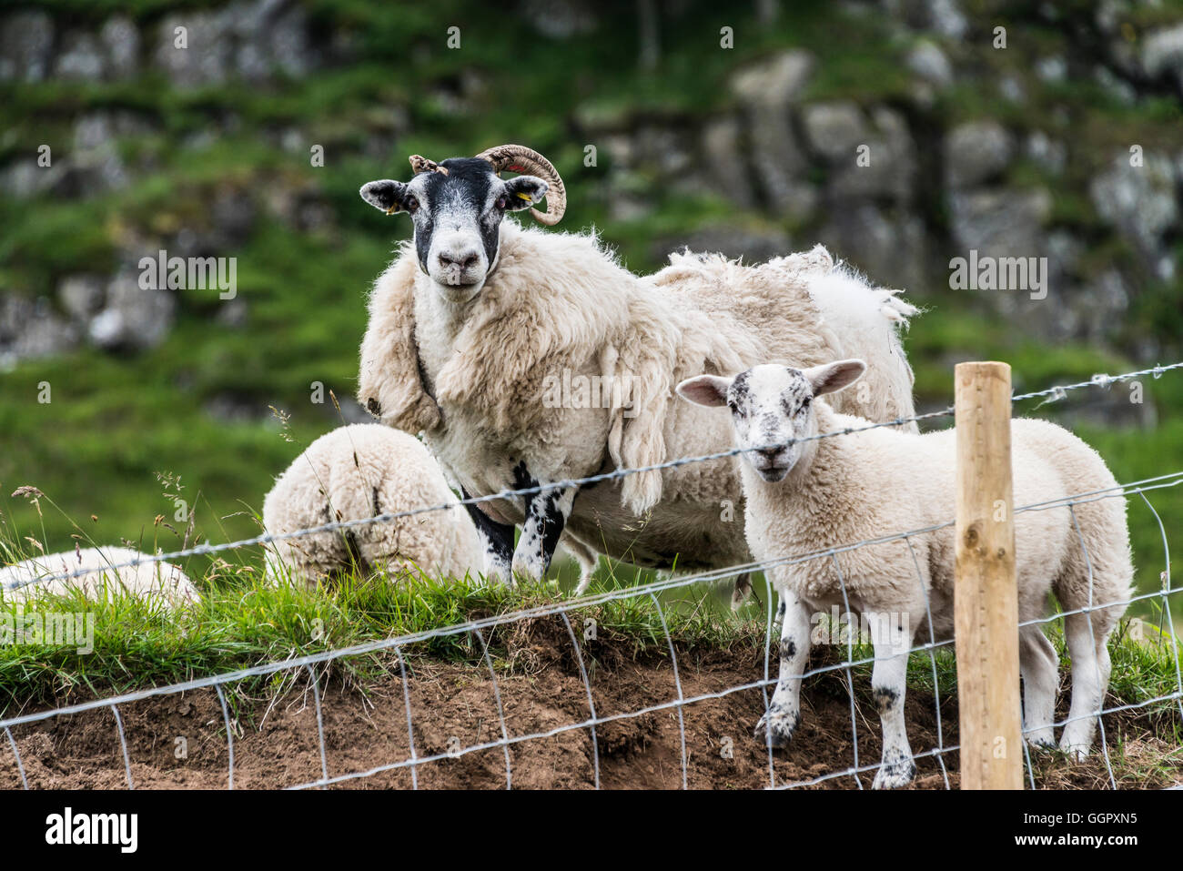 A one horned sheep with young Stock Photo - Alamy