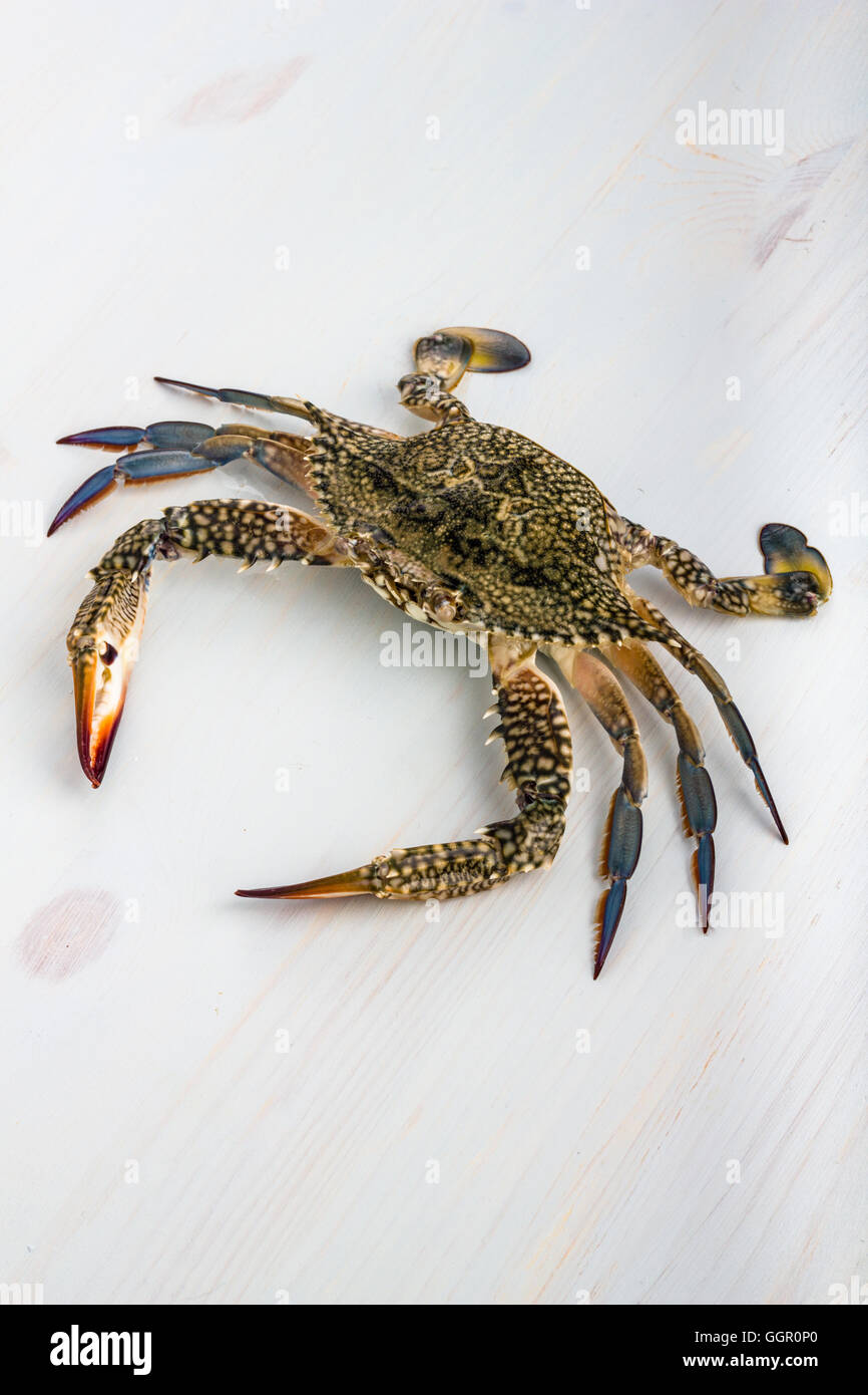 Fresh blue crab isolated on white Stock Photo - Alamy