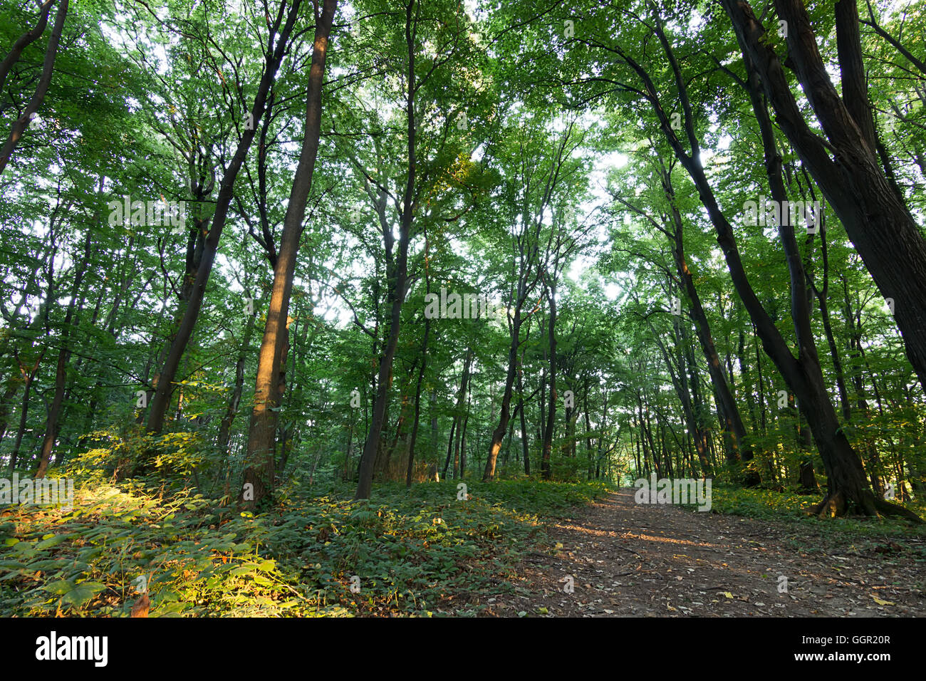 Forest Path Summer Forest with Green Leafs Pathway through the Summer ...