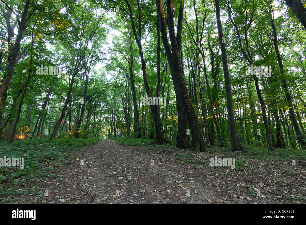 Forest Path Summer Forest with Green Leafs Pathway through the Summer ...