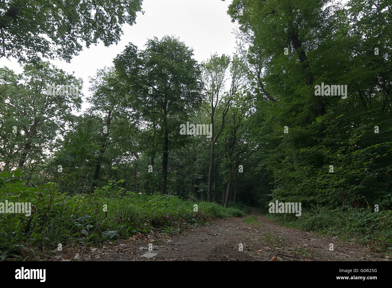 Forest Path Summer Forest with Green Leafs Pathway through the Summer ...