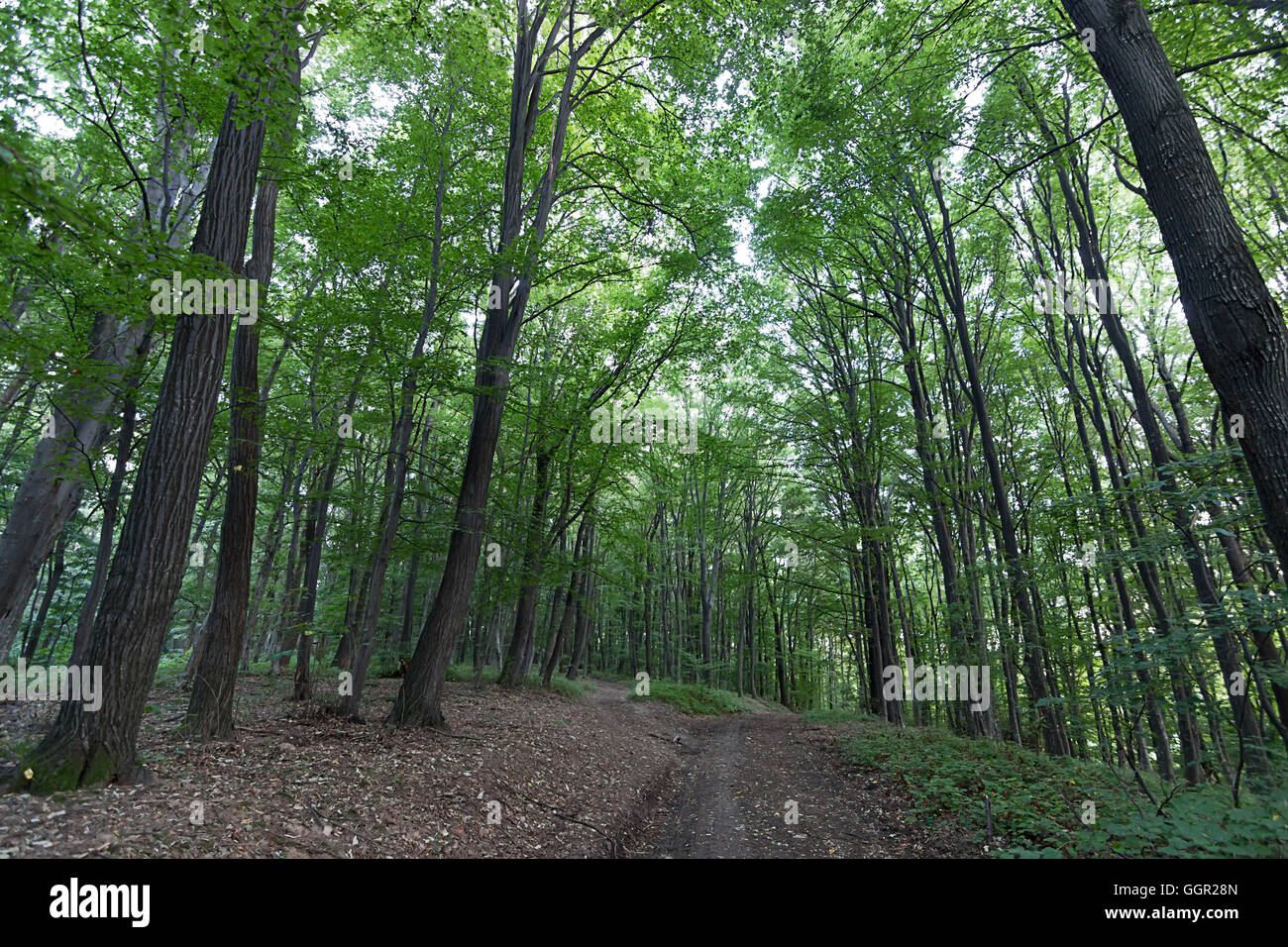 Forest Path Summer Forest with Green Leafs Pathway through the Summer ...