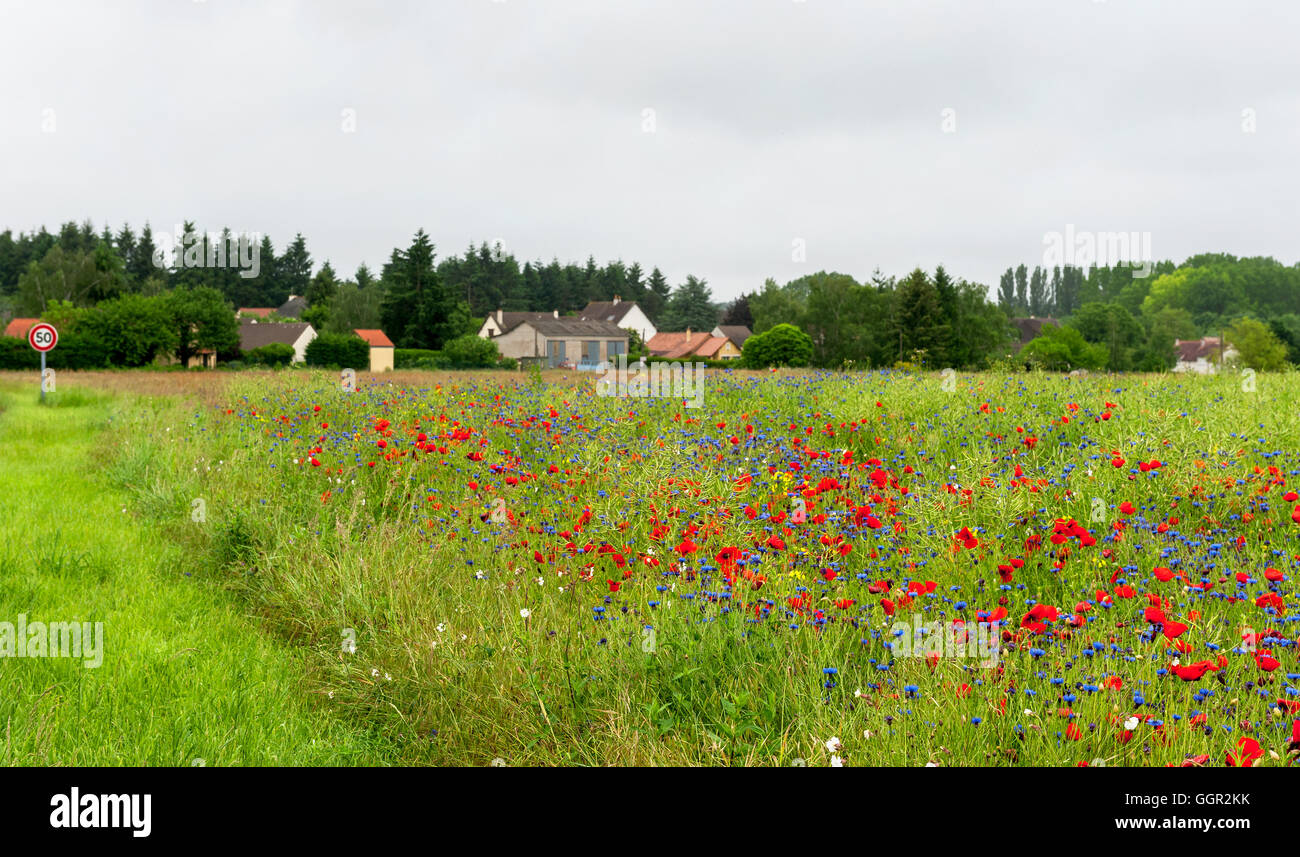 Poppies in french countryside hi-res stock photography and images - Alamy