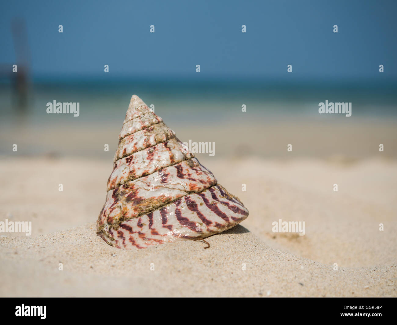 Sea shell on the beautiful tropical beach Stock Photo - Alamy