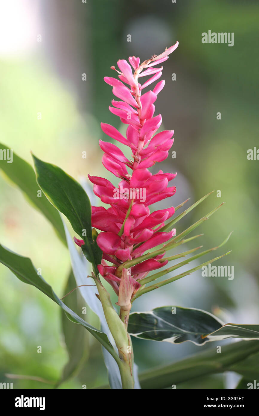 Ostrich Plume or Pink Cone Ginger bloom in the public park of beautiful ...