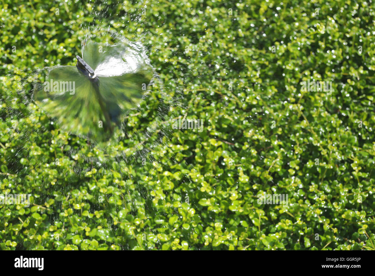 Springer is running spread water to ornamental green tree in the public ...