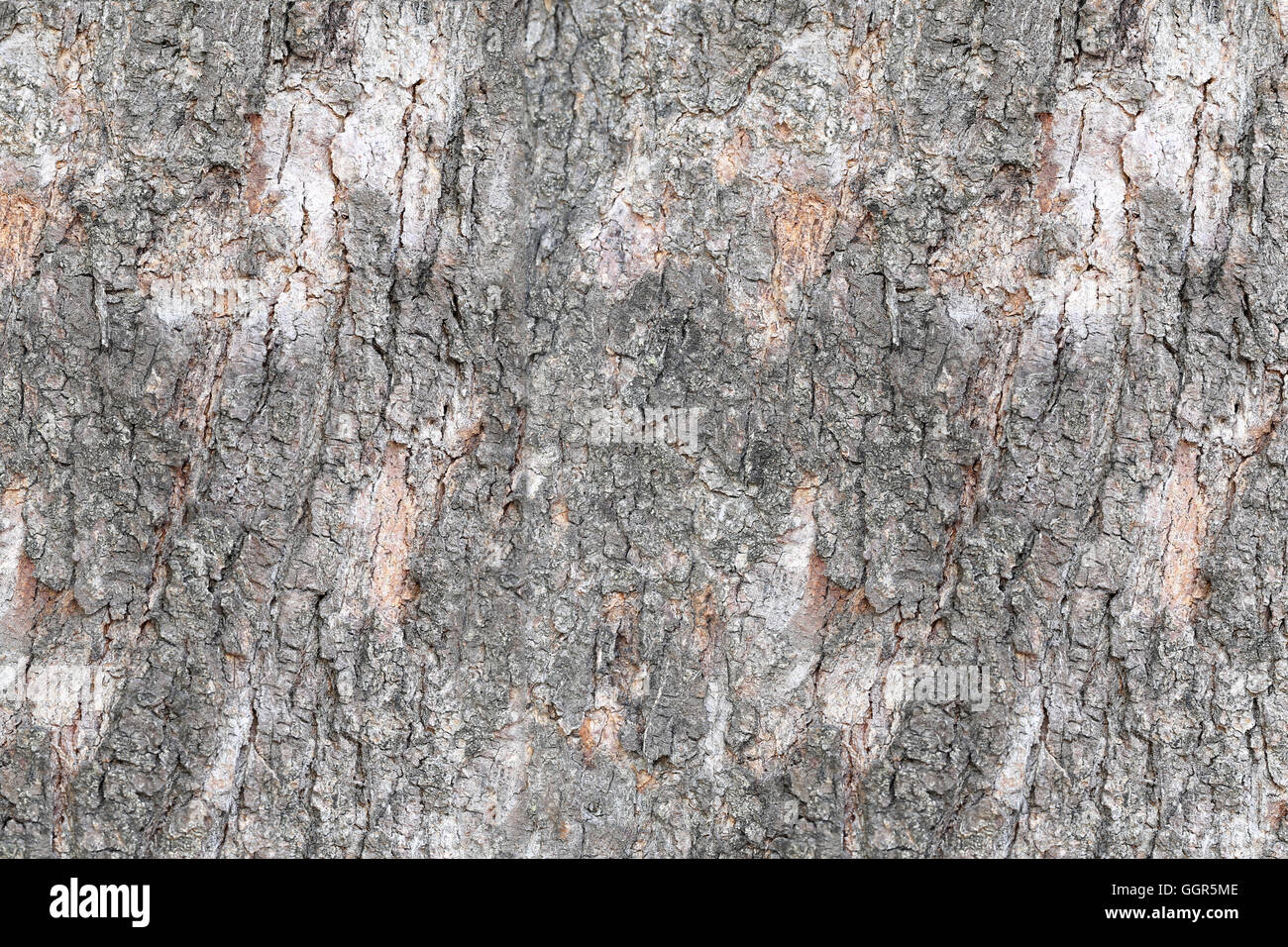 surface Tree trunk of bark tree weathered for design nature background ...