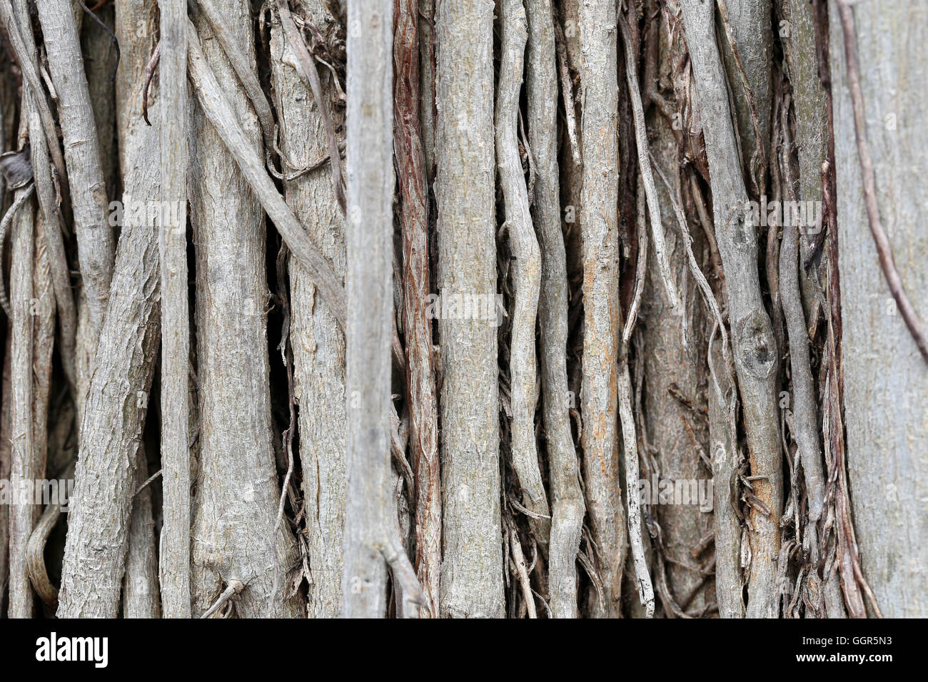 Tree roots background hi-res stock photography and images - Alamy