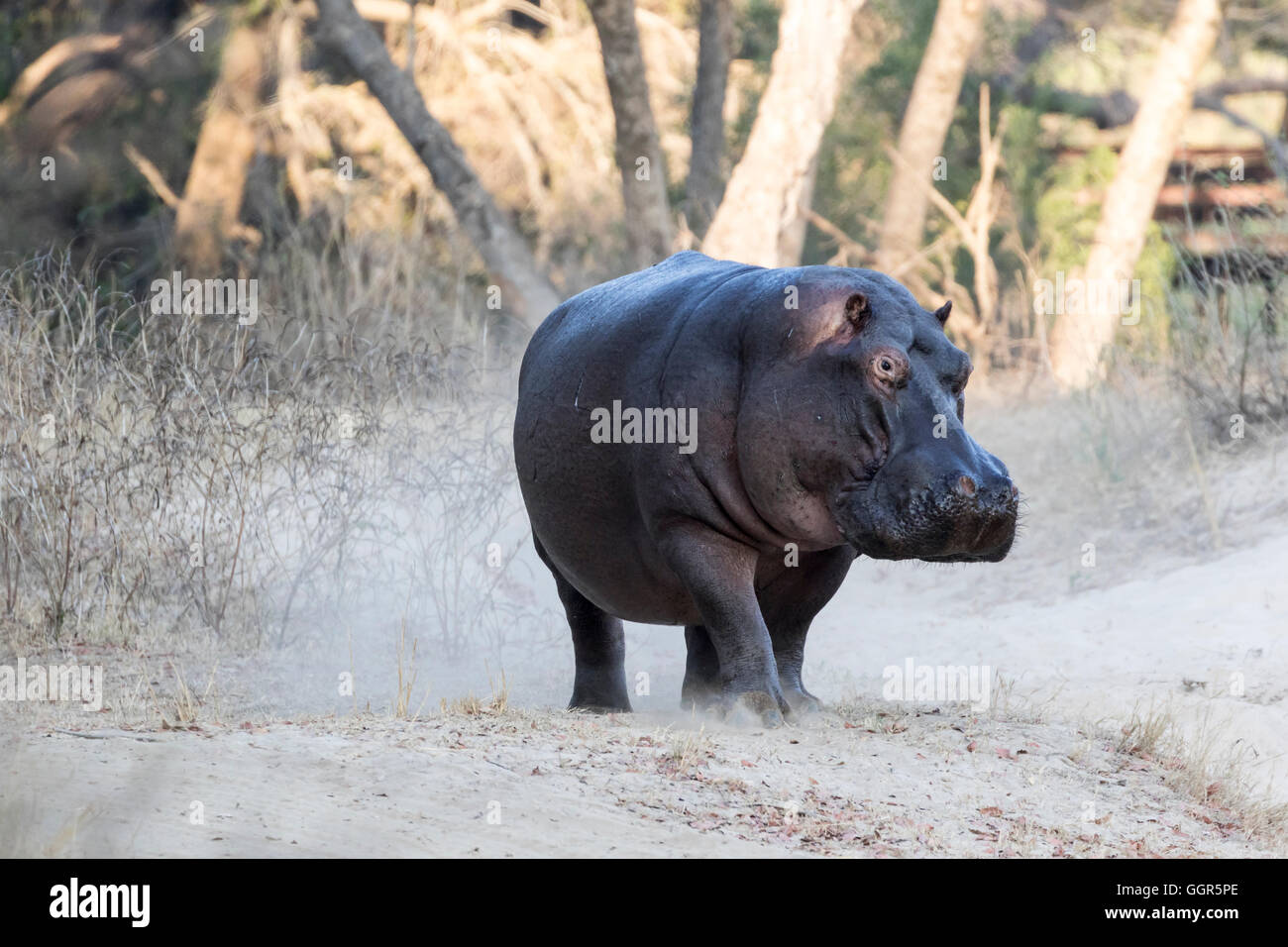 Hippo High Resolution Stock Photography and Images - Alamy