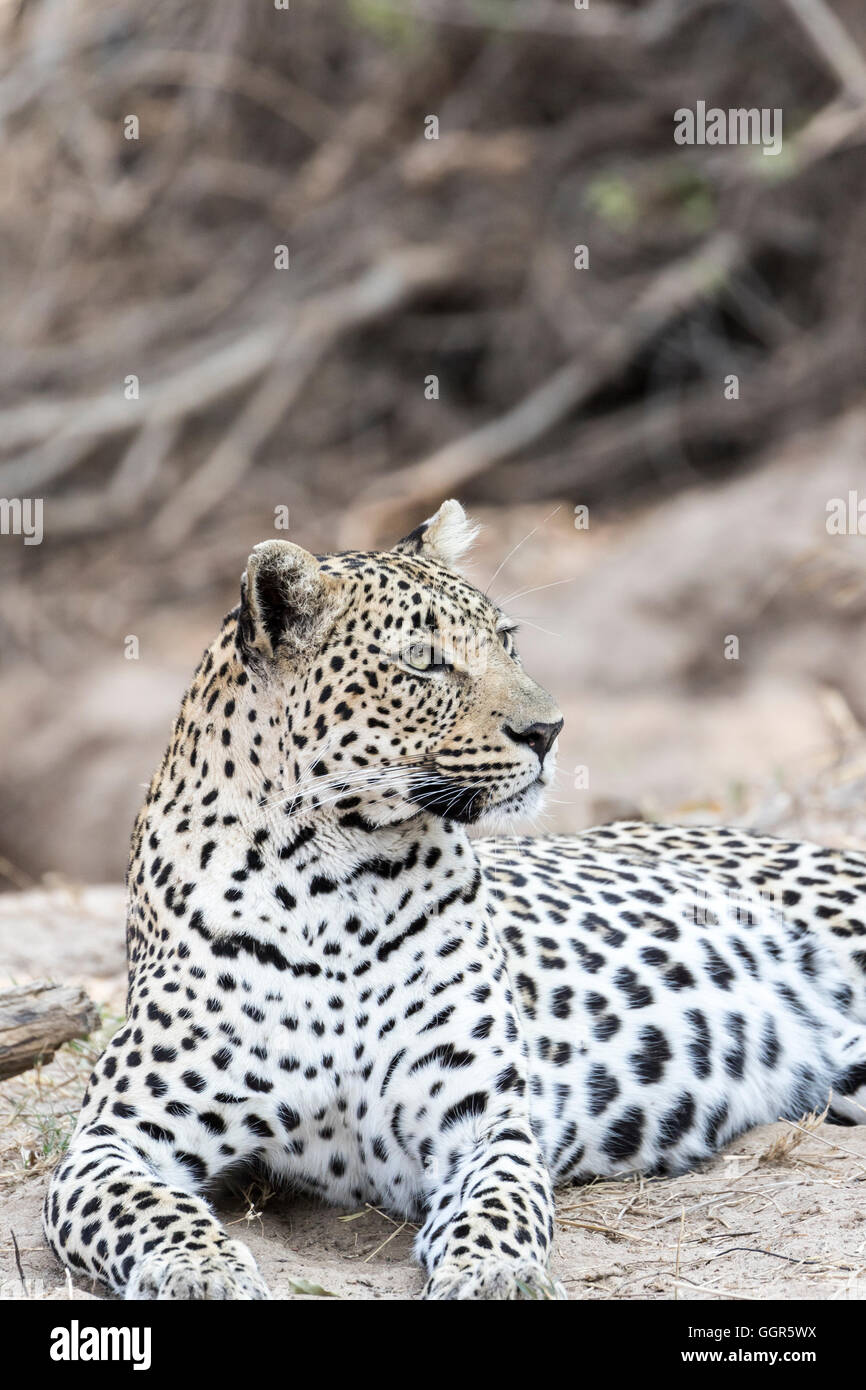 Adult female African leopard on banks of Sand River, Sabi Sands, South ...