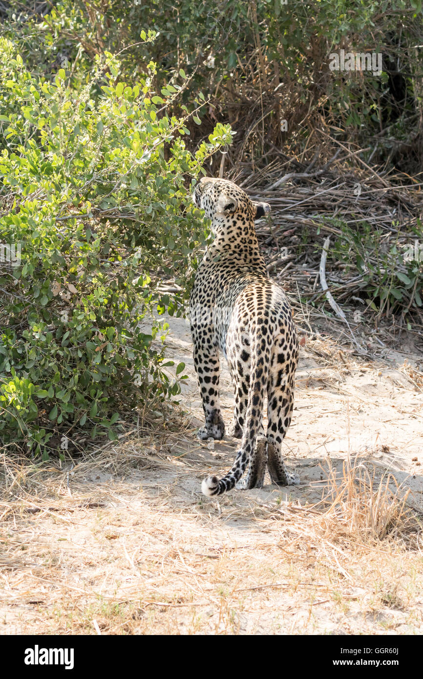 Adult female leopard, Sand River, Sabi Sands, South Africa Stock Photo ...