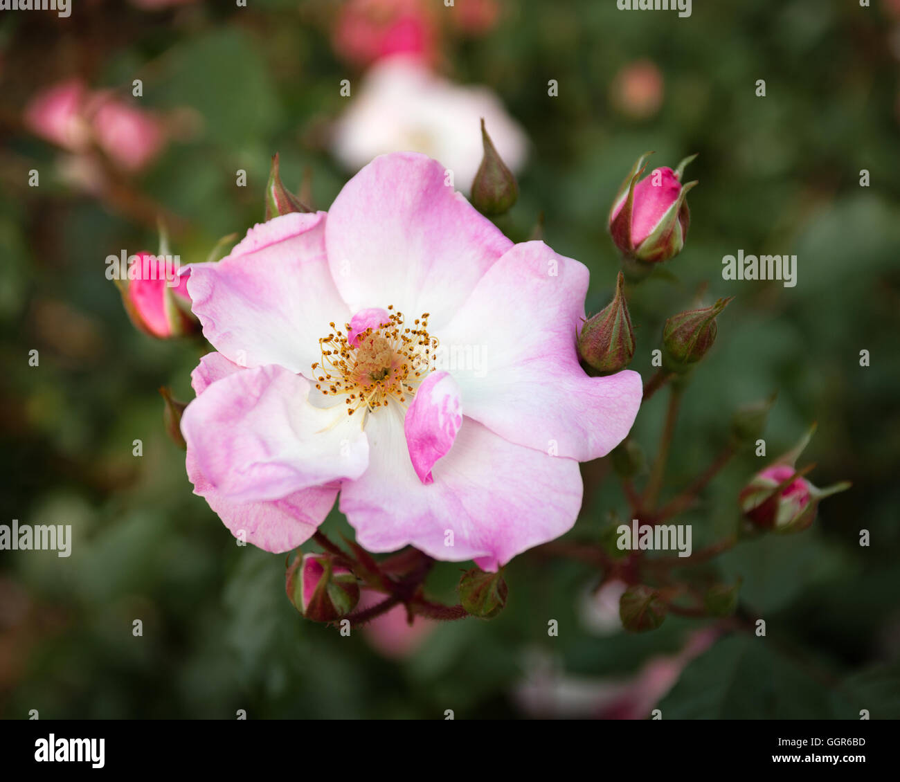 Pink Rose,, Conveying thoughtfulness, passion, sentiment, and packing ...