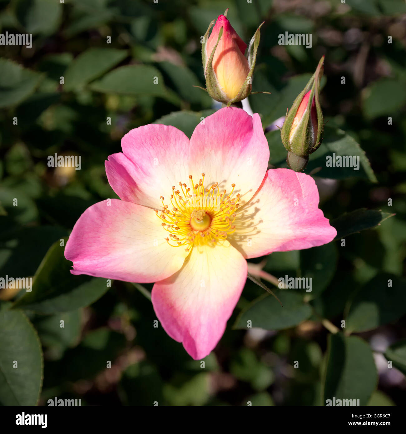 Pink Rose,, Conveying thoughtfulness, passion, sentiment, and packing ...