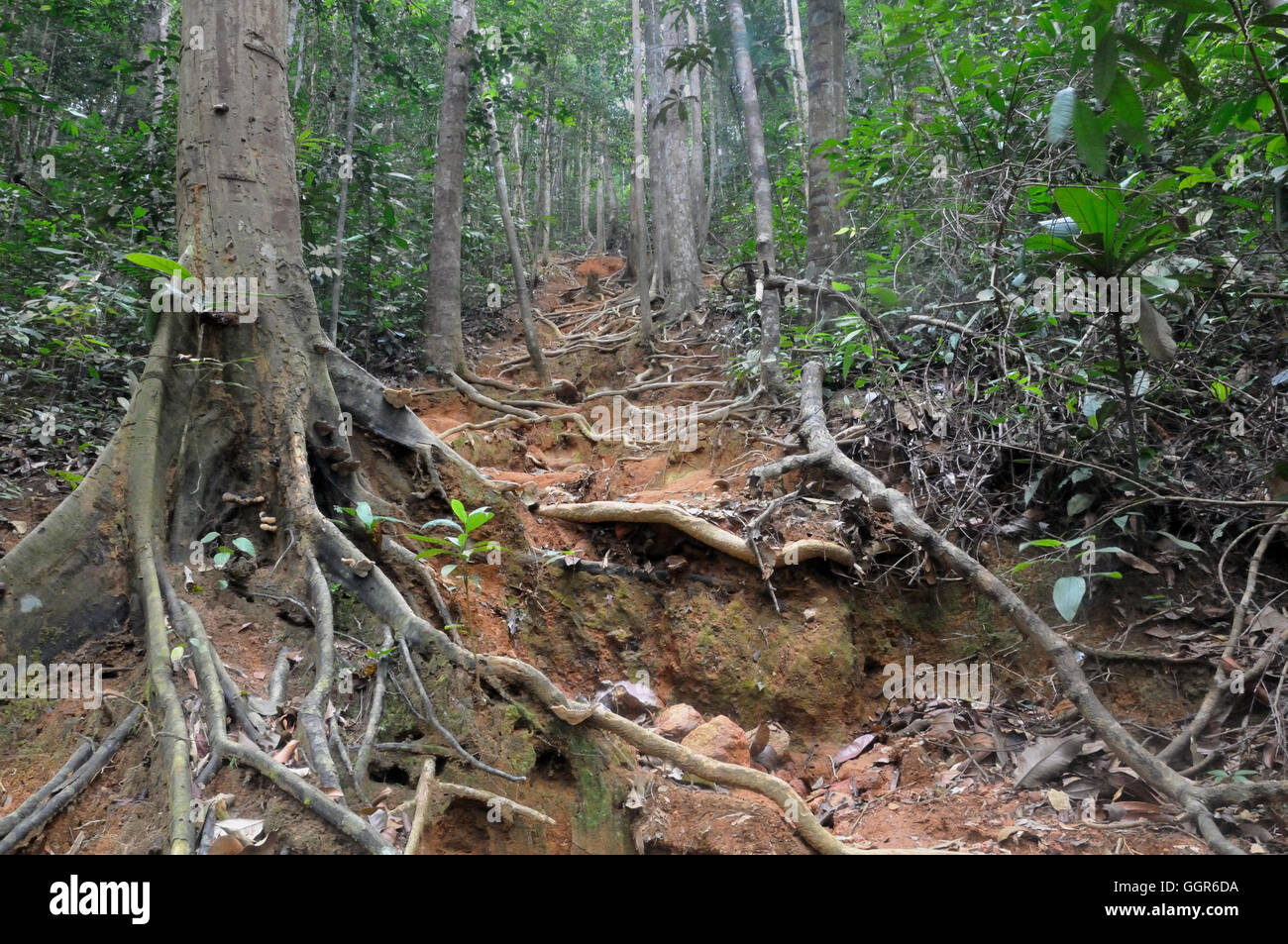 Erosion on a Tropical Rainforest Hill Trail Stock Photo - Alamy