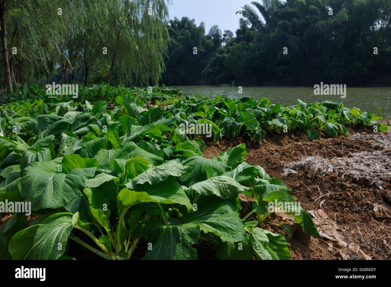 Urban Garden in Longyan Stock Photo - Alamy