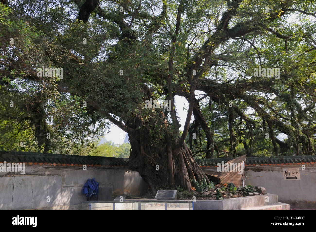Ancient Banyon Tree in Downtown Huangyao Stock Photo - Alamy