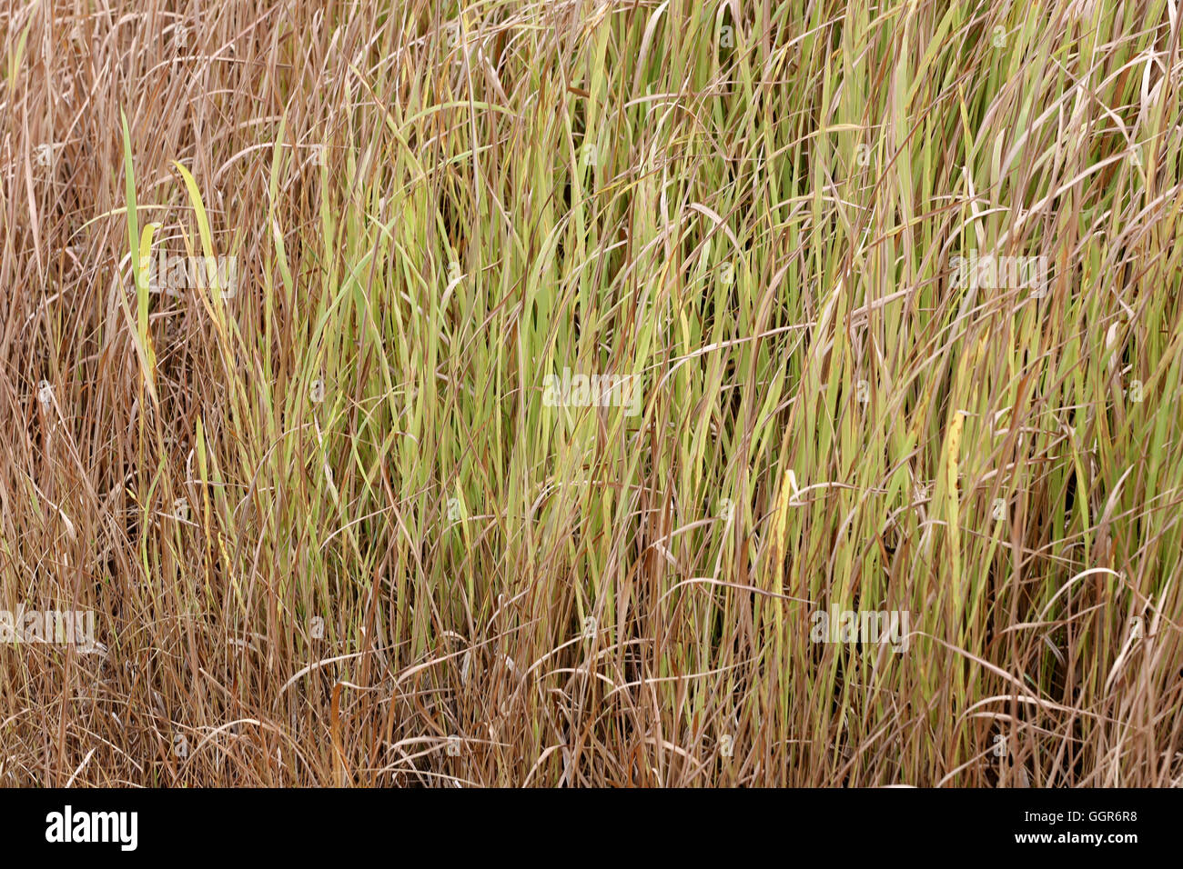 dry grass in agricultural areas for design outdoor nature Stock Photo ...