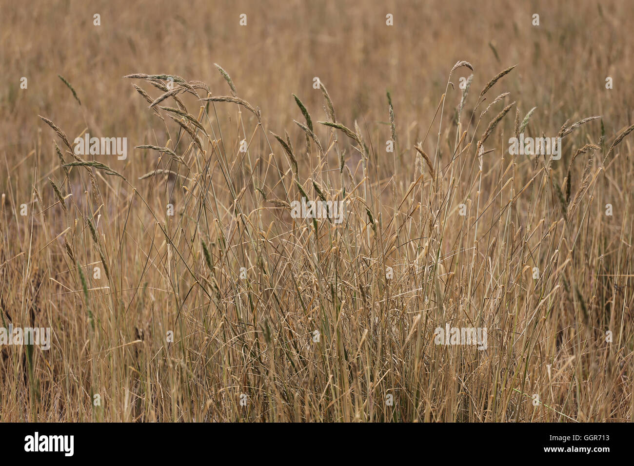 dry grass in agricultural areas for design outdoor nature Stock Photo ...