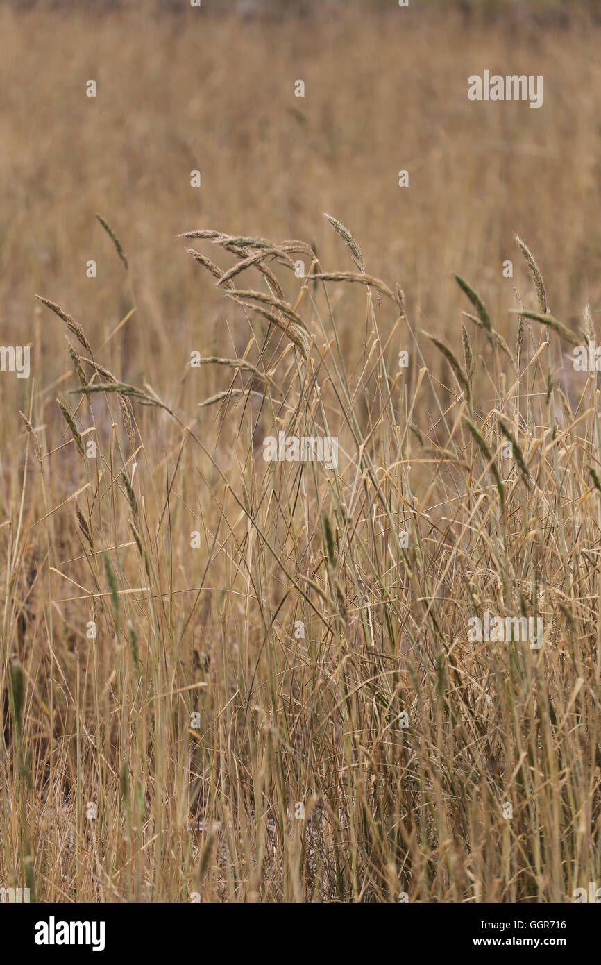 dry grass in agricultural areas for design outdoor nature Stock Photo ...