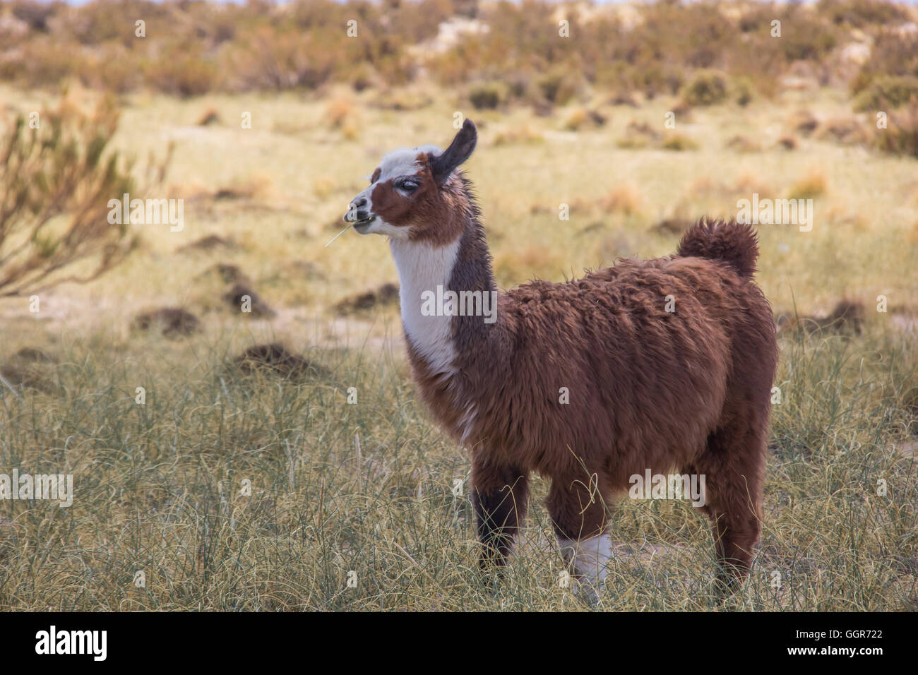 Brown lama chewing on a straw of grass in the Andes mountains ...