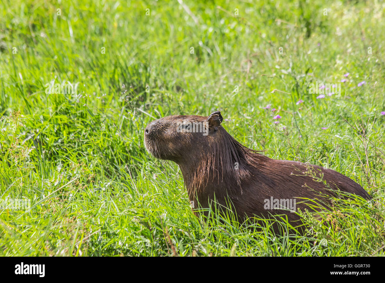 Capybara sitting hi-res stock photography and images - Alamy