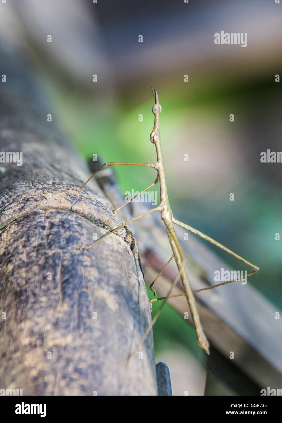 Walking Stick Insect Camouflage