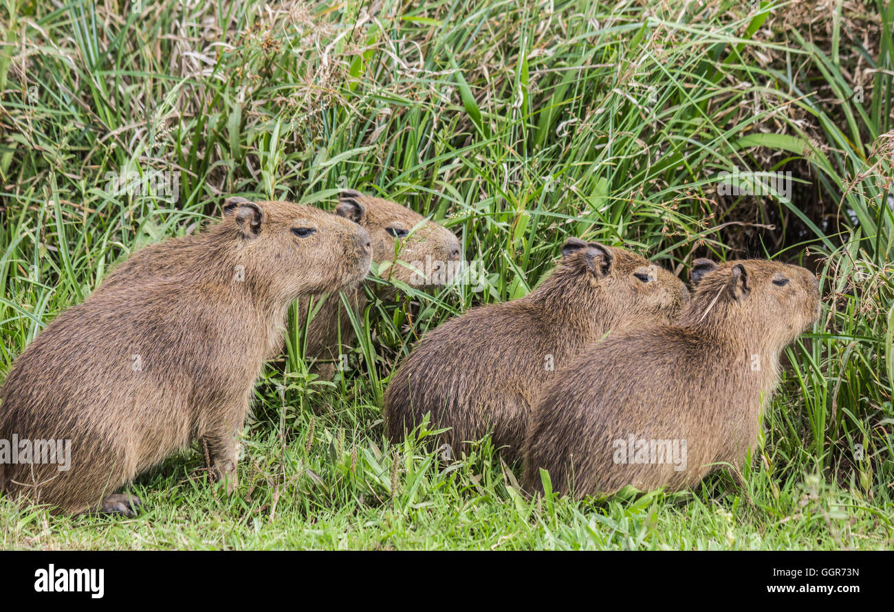 Four small capybaras in a swamp in Argentina Stock Photo - Alamy