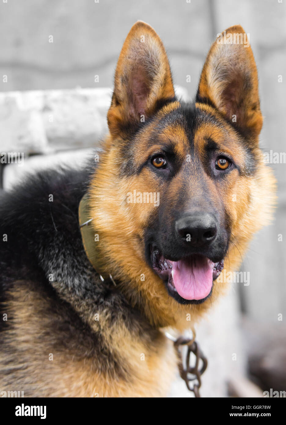 portrait of a dog breed the German Shepherd Stock Photo - Alamy