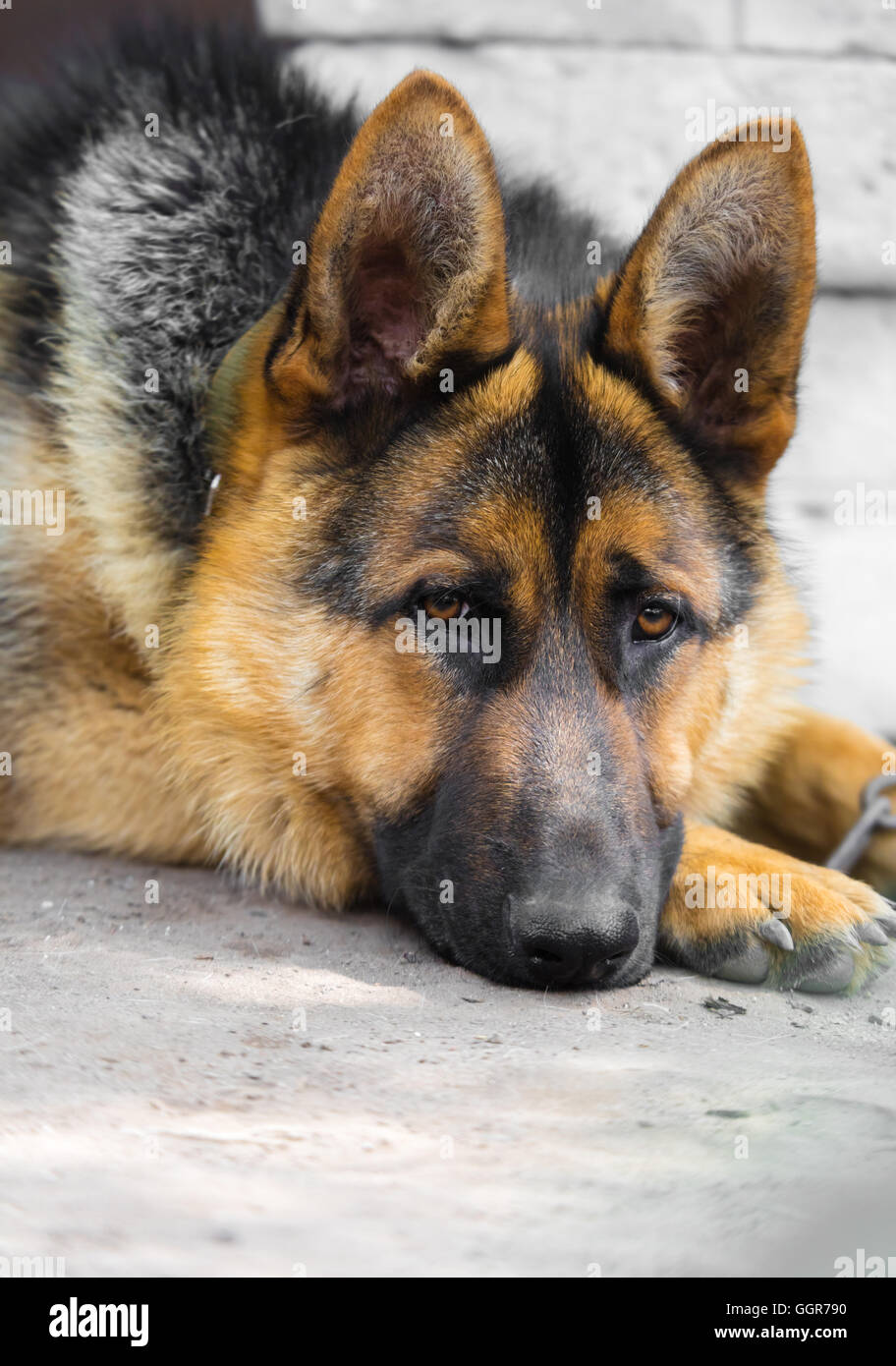 portrait of a dog breed the German Shepherd Stock Photo - Alamy