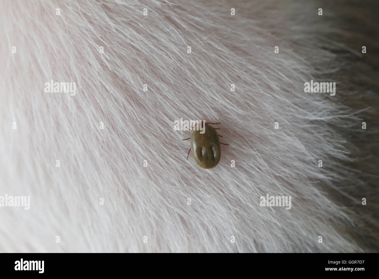 Big ticks on dog hi-res stock photography and images - Alamy