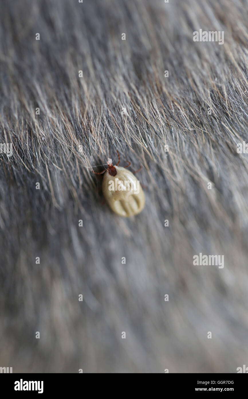 Big ticks on dog hi-res stock photography and images - Alamy