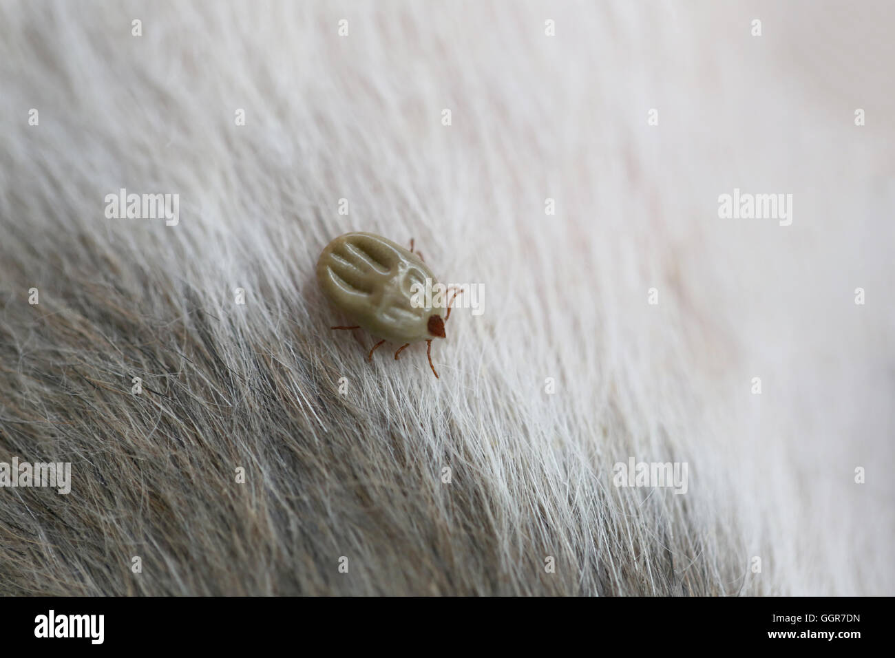 Big Ticks on a dog in cleaning,insects crawling of disease vectors in ...
