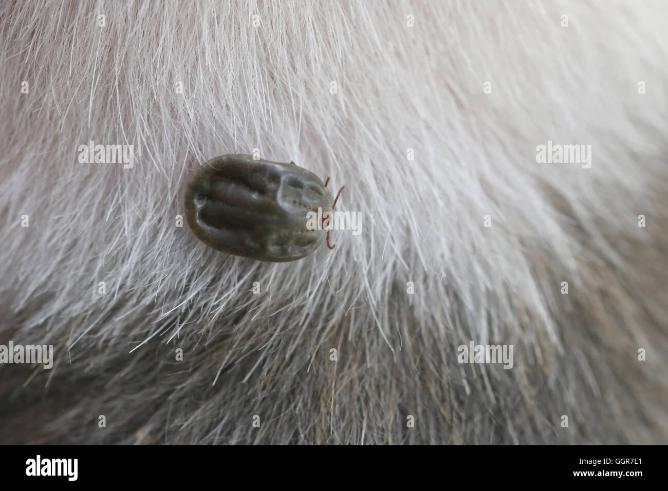 Big ticks on dog hi-res stock photography and images - Alamy
