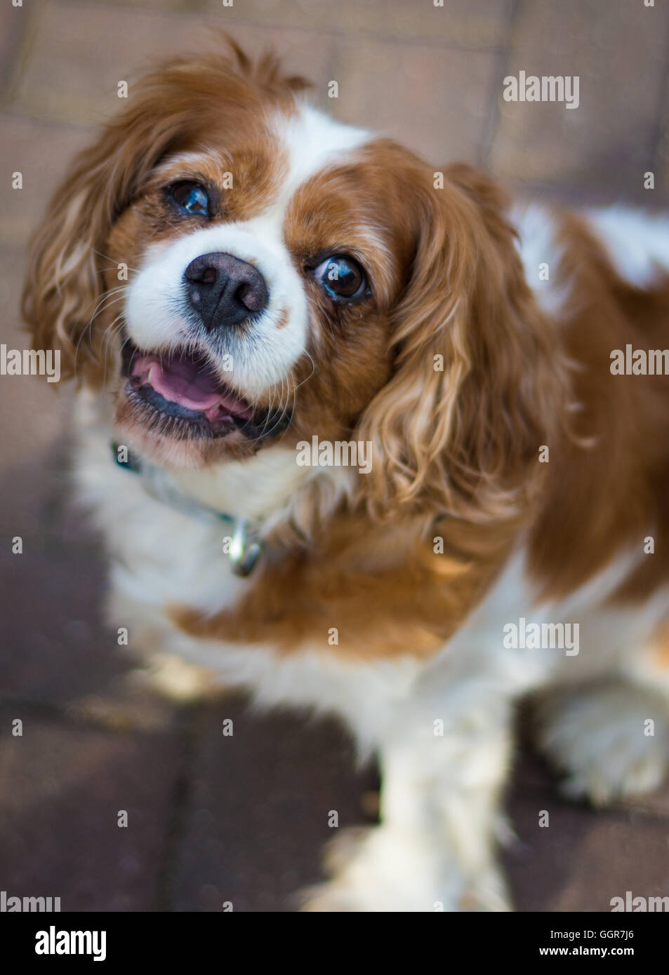 Izzy the dog having play time earlier this summer! Stock Photo - Alamy