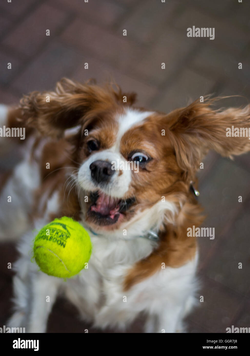 Izzy the dog having play time earlier this summer! Stock Photo - Alamy