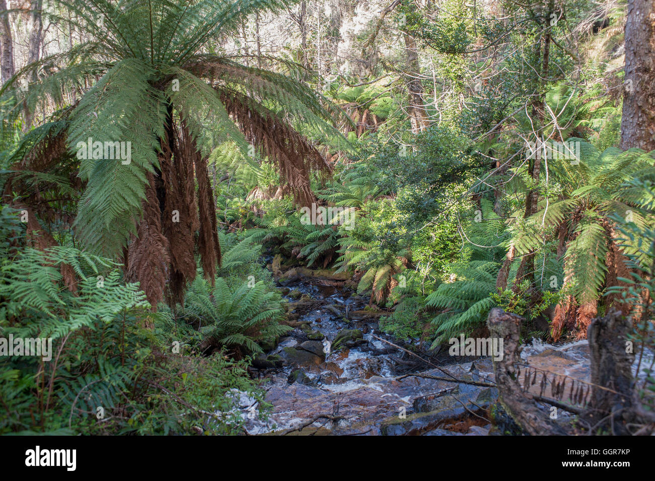 Yarra ranges creek hi-res stock photography and images - Alamy