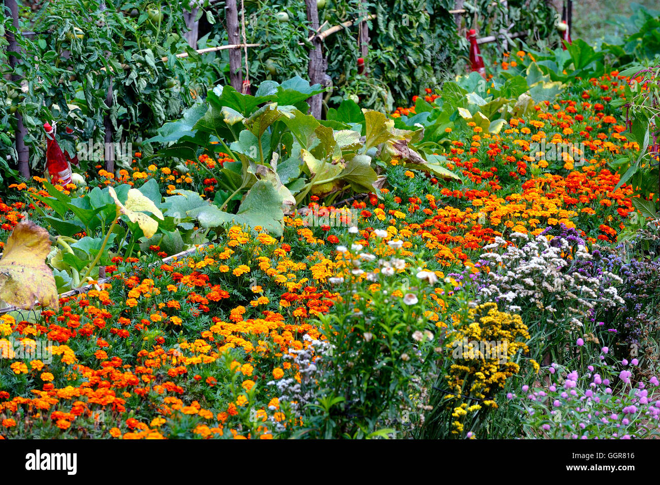 a well maintained garden Stock Photo - Alamy