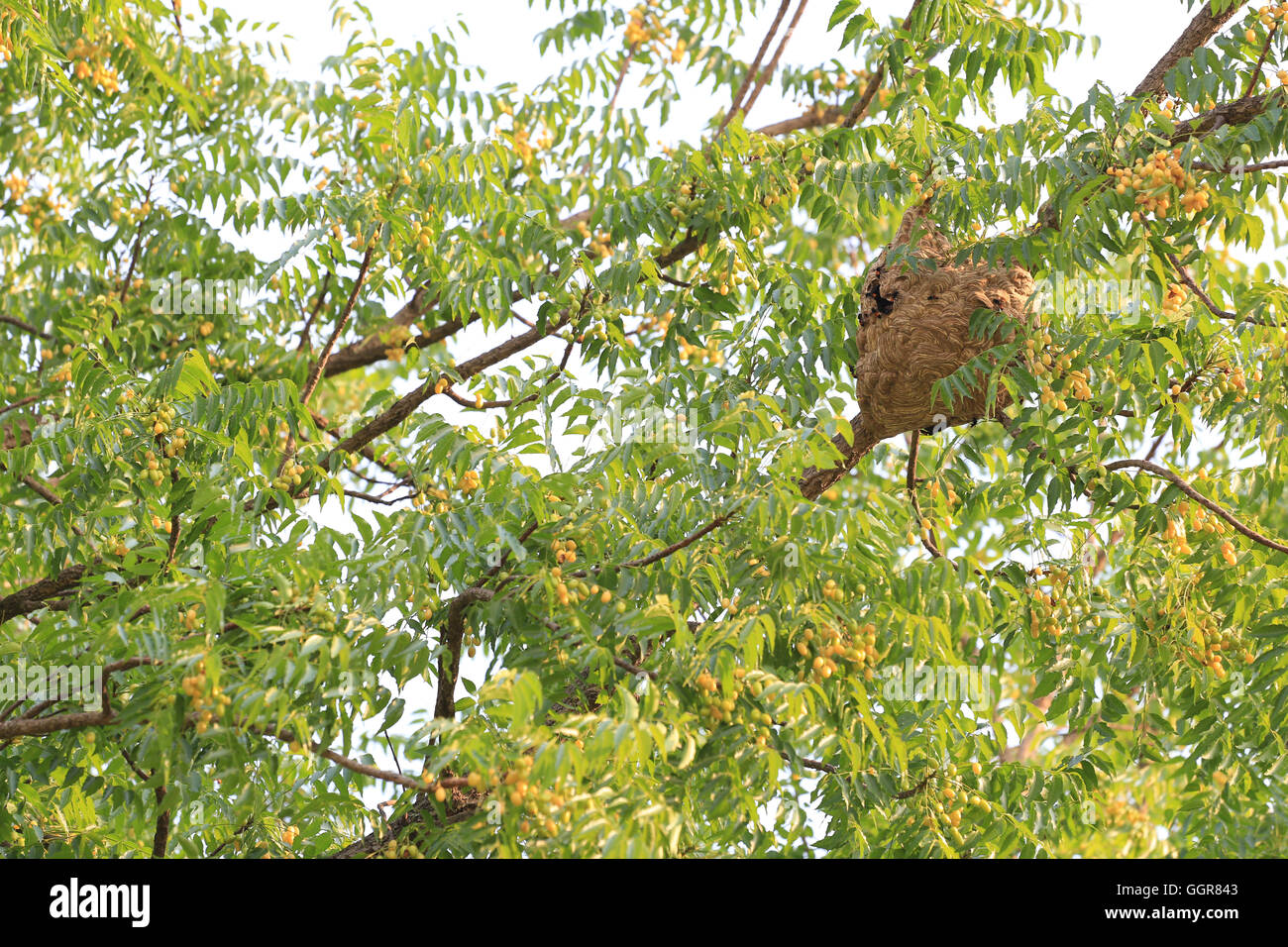 Wasp nest of Poisonous insects on the tree in the garden Stock Photo ...
