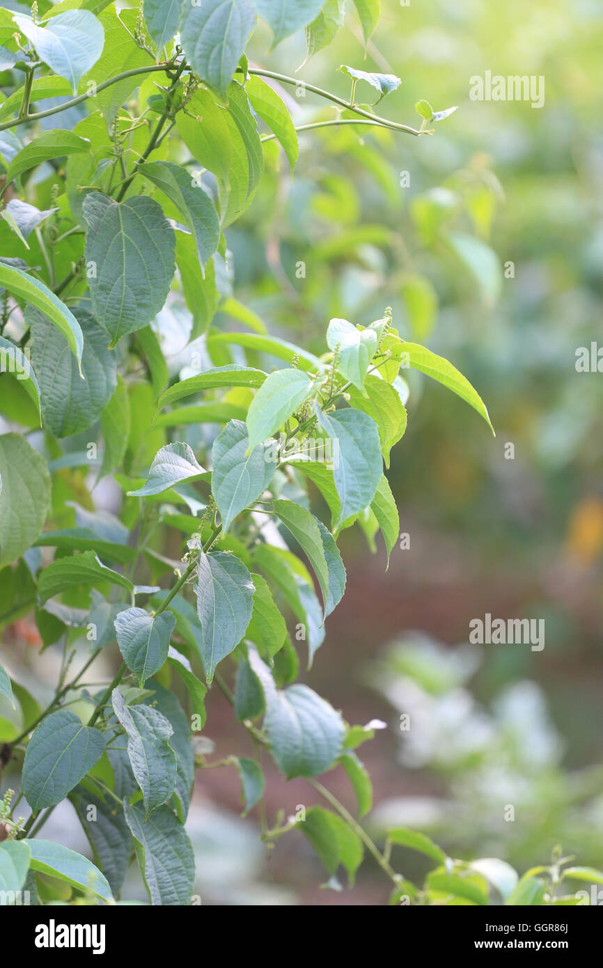 Inca tree hi-res stock photography and images - Alamy