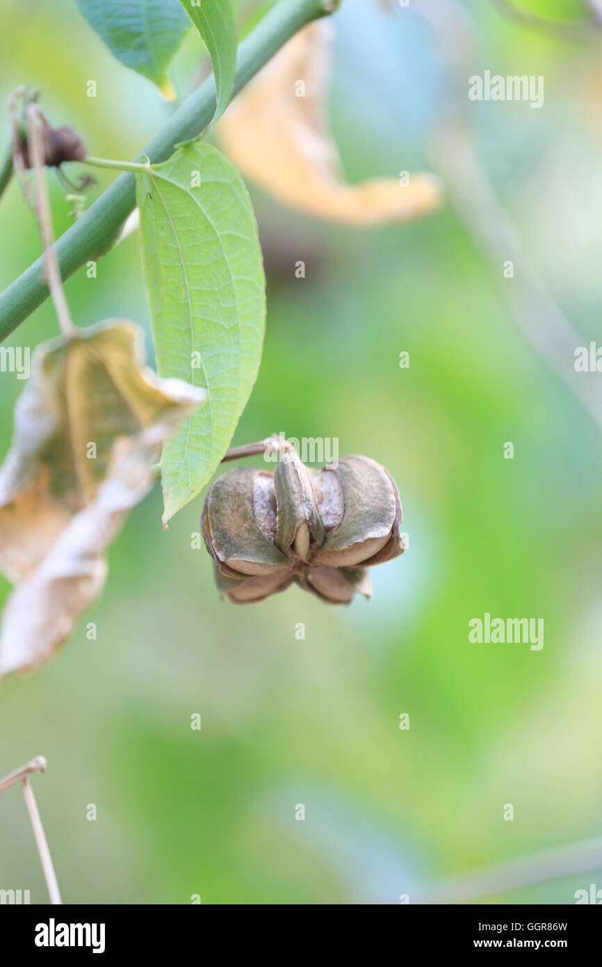 Legumes of Sacha inchi or Inca peanut tree,Tropical herbs that are ...