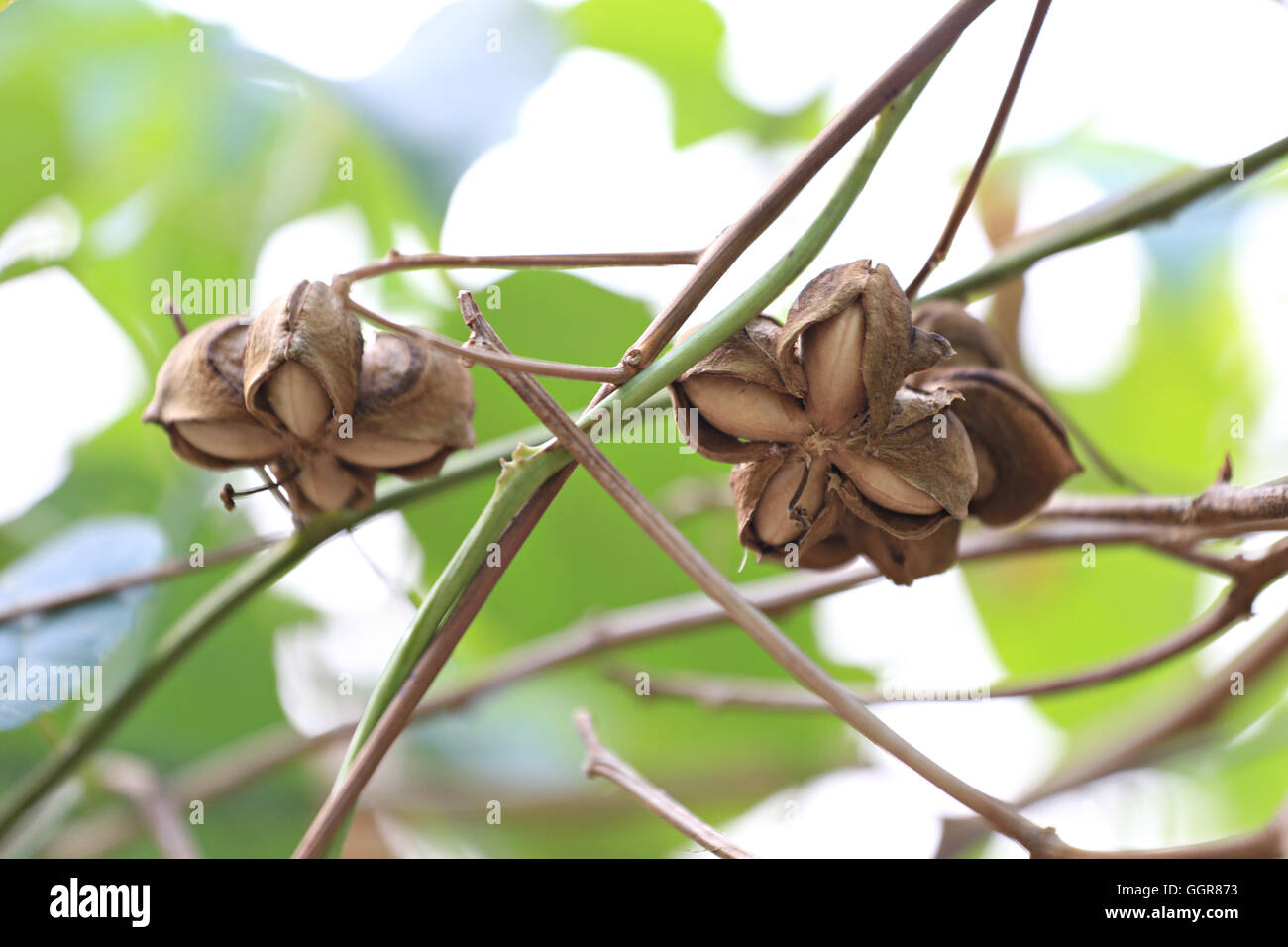 Legumes of Sacha inchi or Inca peanut tree,Tropical herbs that are ...