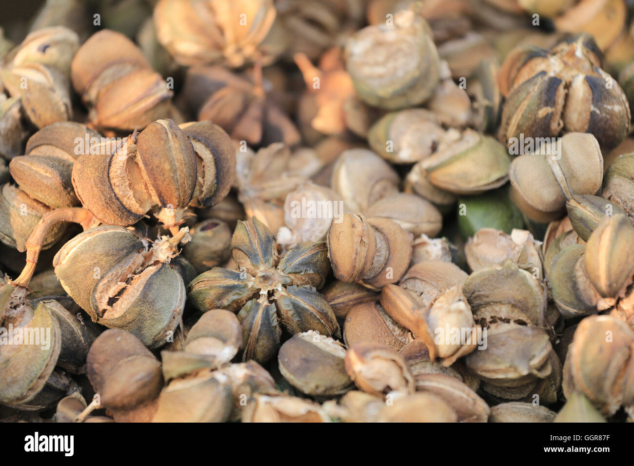 Ripe fruit of Legumes Sacha inchi or Inca peanut tree,Tropical herbs ...