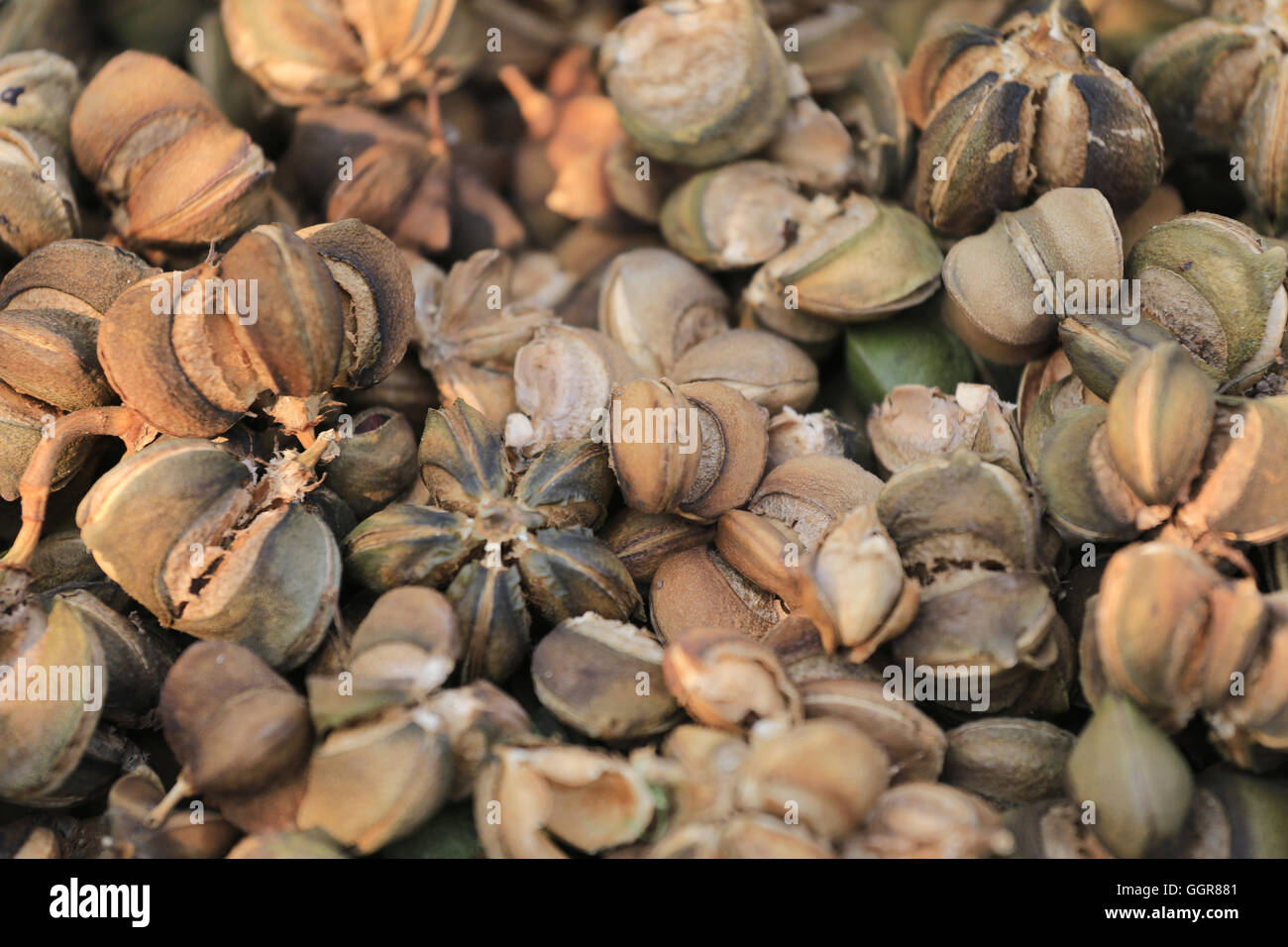 Ripe fruit of Legumes Sacha inchi or Inca peanut tree,Tropical herbs ...