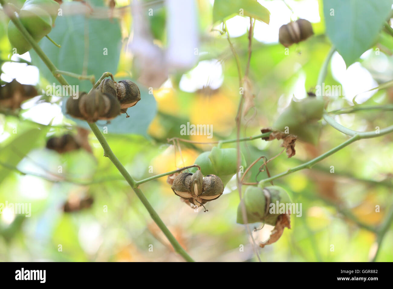 Legumes of Sacha inchi or Inca peanut tree,Tropical herbs that are ...