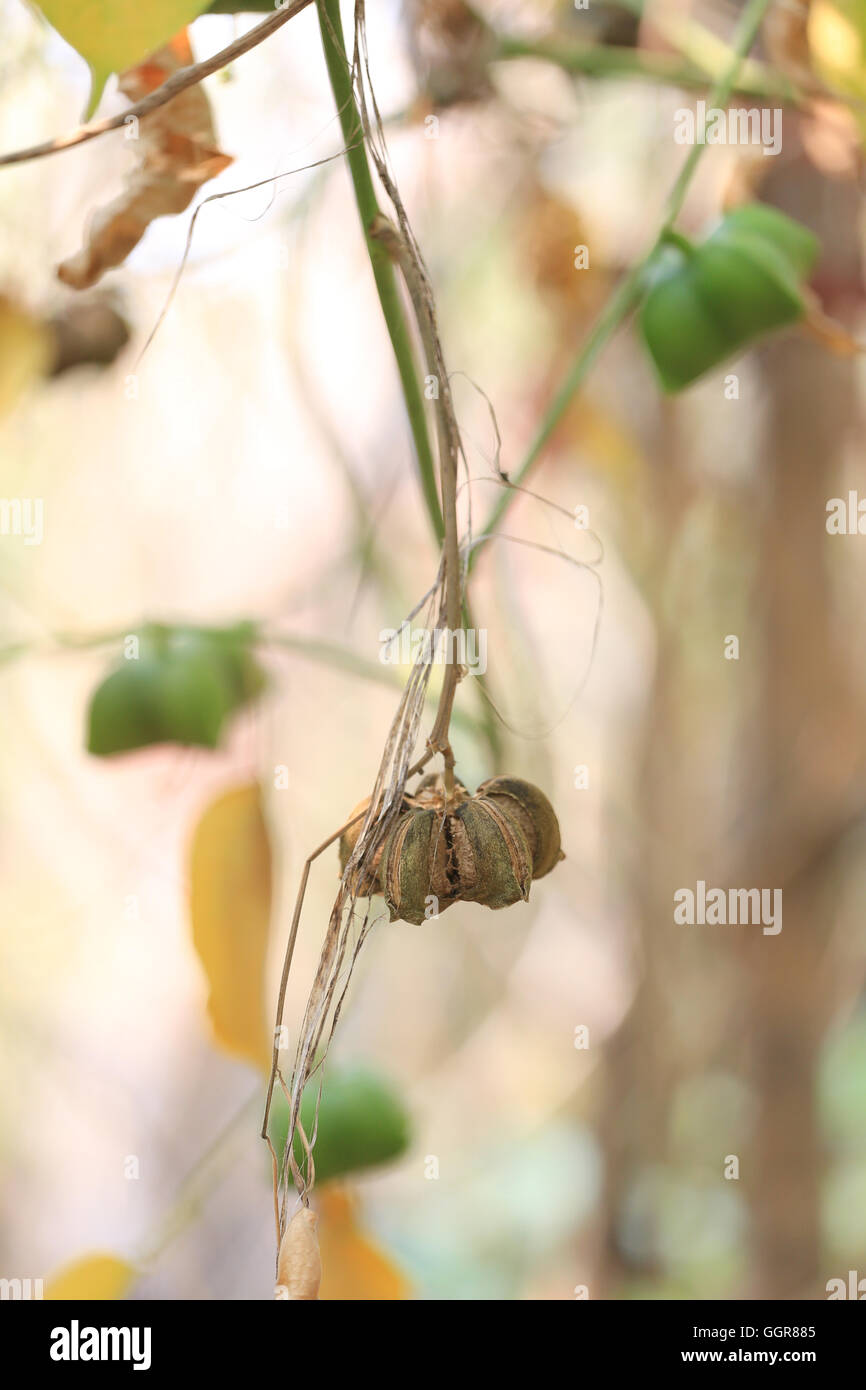 Legumes of Sacha inchi or Inca peanut tree,Tropical herbs that are ...