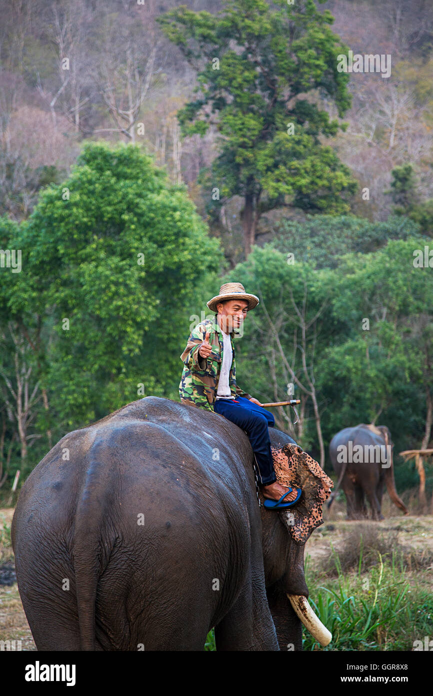 Man on elephant hi-res stock photography and images - Alamy
