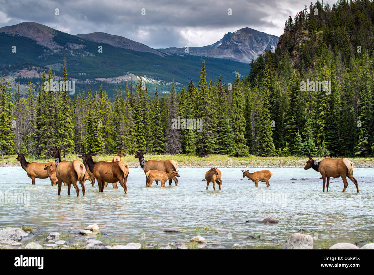 Female elk hi-res stock photography and images - Alamy