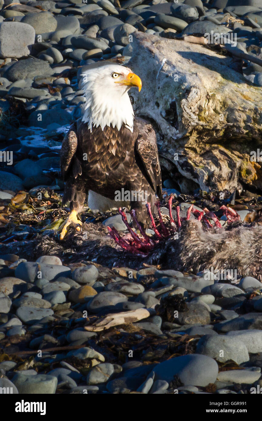Bald eagle with kill hi-res stock photography and images - Alamy